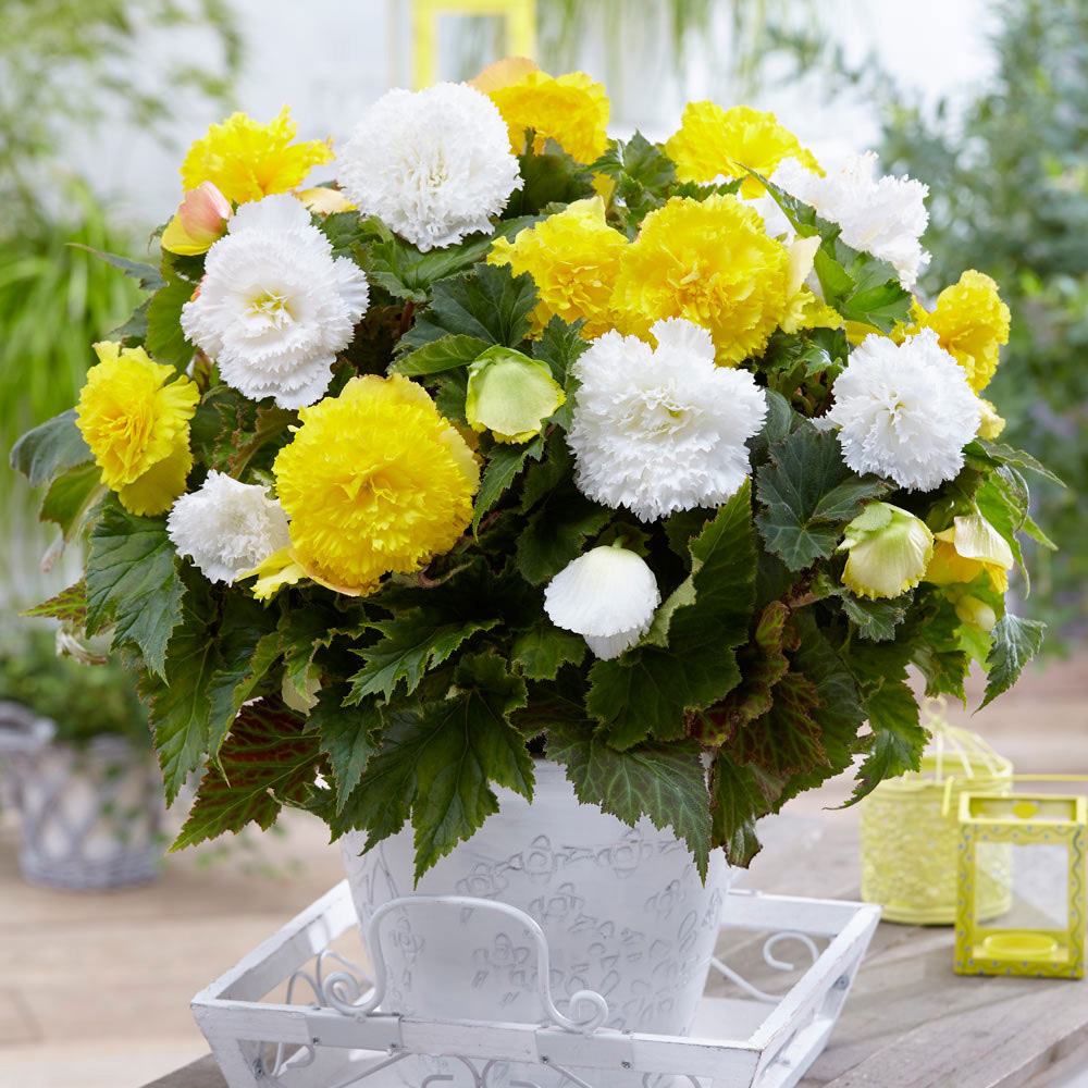 Out Of Season - Growing Guides - How to Plant and grow Begonia Tubers ...