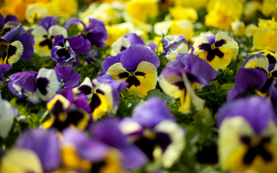When to Plant Winter Pansies - JParkers