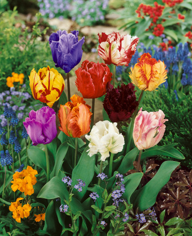 Buy Parrot Tulips Mixed 10/11cm at jparkers.co.uk