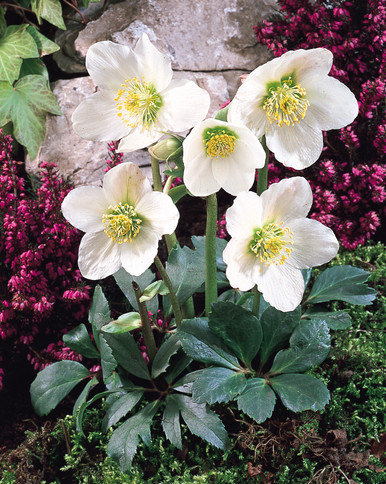 Christmas rose store