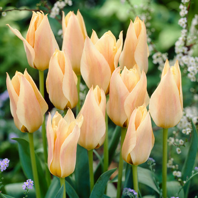 Tulip Fur Elise | J Parker Dutch Bulbs