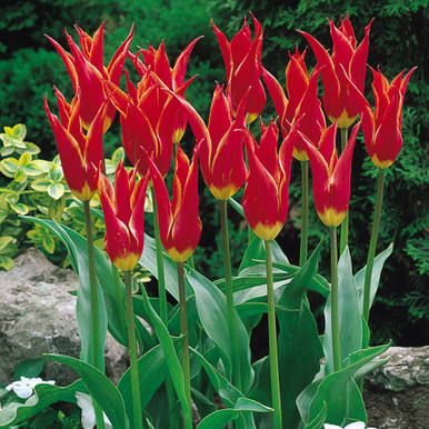 Buy Tulip Aladdin at jparkers.co.uk