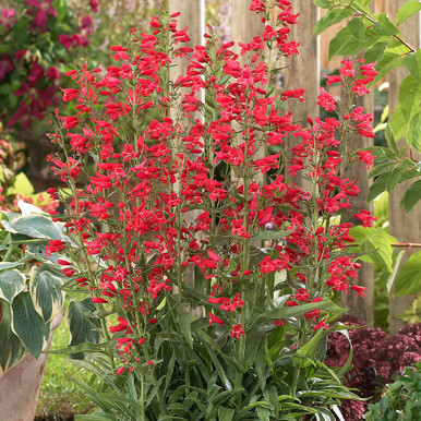 Penstemon Red Riding Hood | J Parker Dutch Bulbs