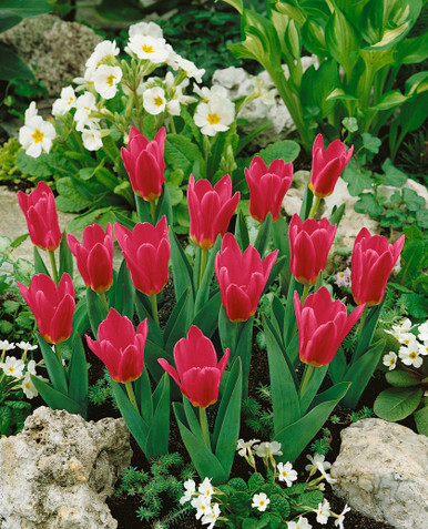 Tulip Pink Dwarf | J Parker Dutch Bulbs