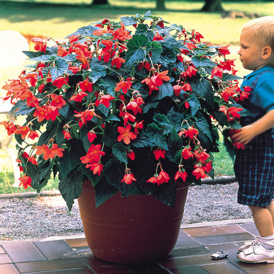Begonia Bertinii Skaugum | J Parker Dutch Bulbs