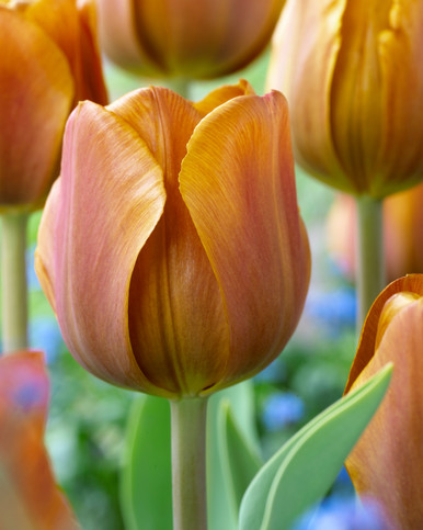 Buy Tulip Cairo Bulbs | J Parker Dutch Bulbs