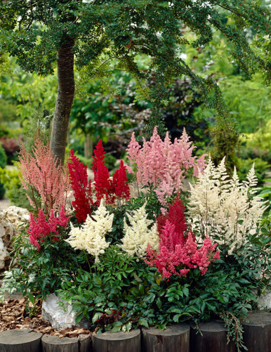 Astilbe plant store