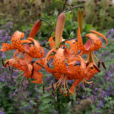 Buy Lily Tigrinum Splendens - J Parker Dutch Bulbs