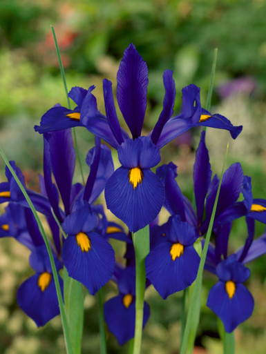Iris Dutch Blue Pearl 7/8cm | J Parker Dutch Bulbs