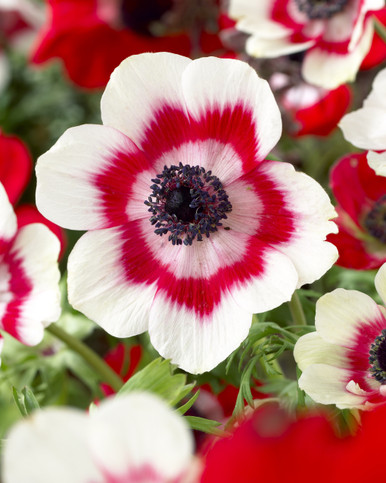 Anemone Bi-colour (De Caen) - J Parker Dutch Bulbs