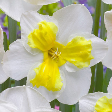 Buy Daffodil Trilune Bulbs | J Parker Dutch Bulbs