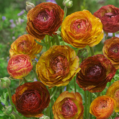 Ranunculus Picotee Cafe Au Lait Tubers- J Parker Dutch Bulbs