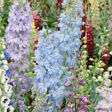Delphinium Magic Fountain Sky Blue | J Parker Dutch Bulbs
