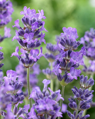 Dwarf Lavender Munstead (7cm Plug Plants) | J Parker Dutch Bulbs