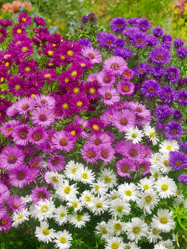 Shop Aster Novi belgii Mixed J. Parker s