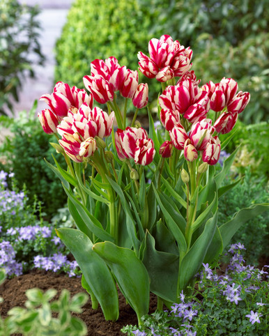 Buy Tulip Flaming Club Bulbs | J Parker Dutch Bulbs