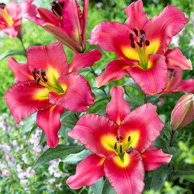 Lily Satisfaction | J Parker Dutch Bulbs