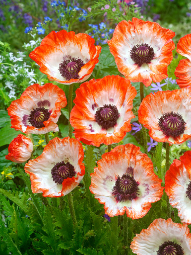 Papaver Pinnacle | J Parker Dutch Bulbs