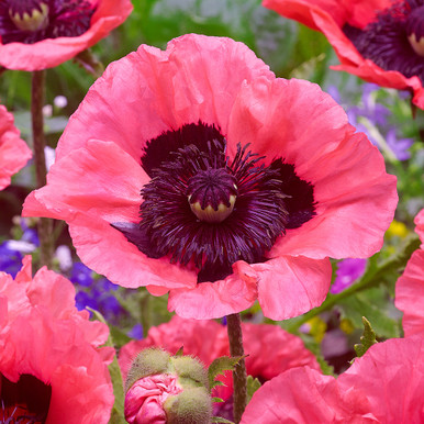 Papaver Raspberry Queen | J Parker Dutch Bulbs