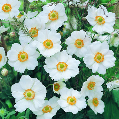 Shop Anemone japonica Honorine Jobert from J. Parker s for Less