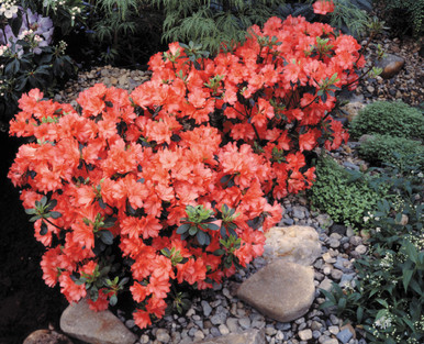 Buy Azalea Orange | J Parker Dutch Bulbs