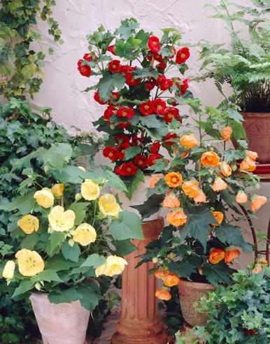 Abutilon Yellow | J Parker Dutch Bulbs