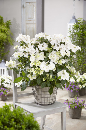 Hydrangea Runaway Bride | J Parker Dutch Bulbs