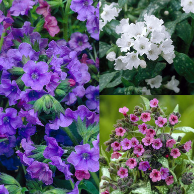 Lungwort plant store