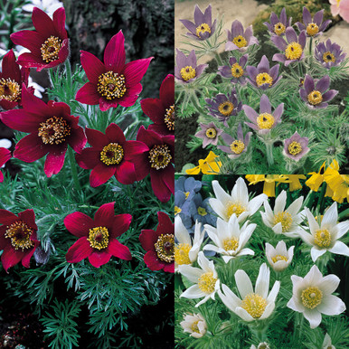 18 Pulsatilla Collection - JParkers