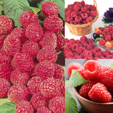 Shop All Season Fruiting Raspberry Collection B | J. Parker's