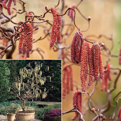 Corylus Collection - JParkers