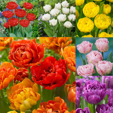 Buy Tulip Double Late Collection at J Parkers