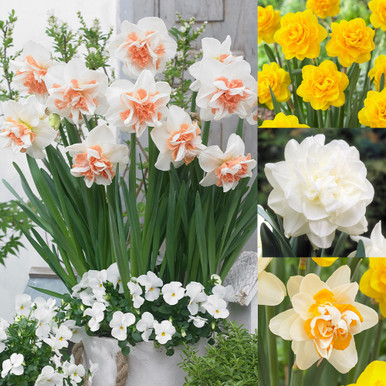 40 Rare Double Daffodil Collection - JParkers