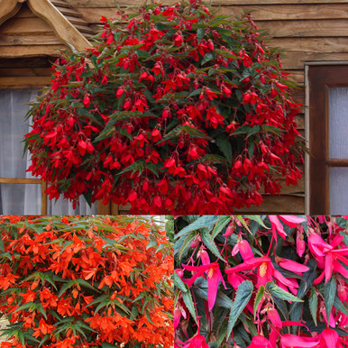 Begonia Firewings Tricolour Collection - JParkers