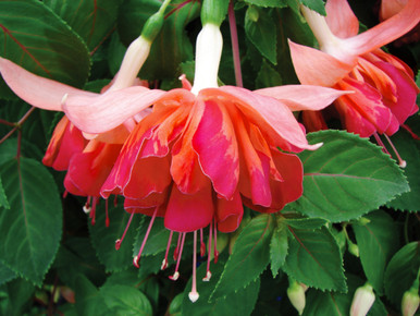 Shop Fuchsia Giant Bicentennial | J. Parker's