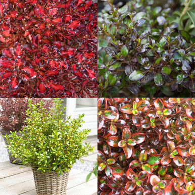 Coprosma Collection - JParkers
