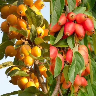 Crab Apple Collection - JParkers