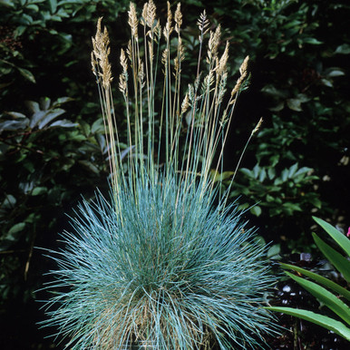 Variedades De Festuca Ornamental Festuca Glauca 'Blue Whiskers'