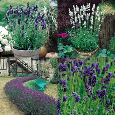 Buy Lavender English Collection at jparkers.co.uk
