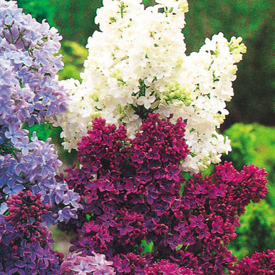 Shop Double Flower Lilac Collection | J. Parker's