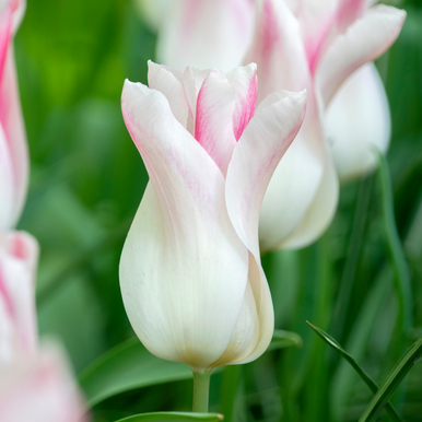 Tulip Holland Chic 11-12cm - JParkers