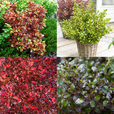Buy Coprosma Collection | J. Parker's