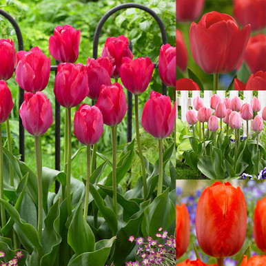 Buy Tulip Van Eijk Collection at jparkers.co.uk