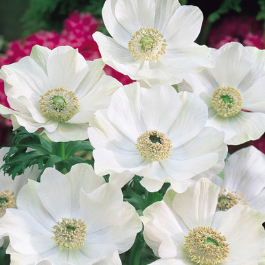 Anemone The Bride | J. Parker's