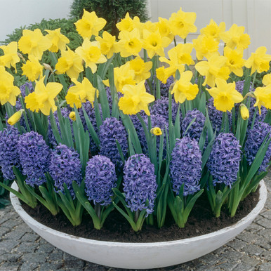 Narcissus Standard Value 12-14cm - JParkers