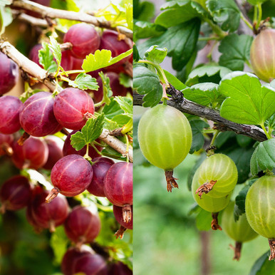 Shop Gooseberry Thornless Collection | J. Parker's