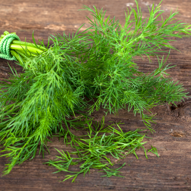 Shop Dill Seeds | J. Parker's Dutch Bulbs
