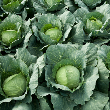 Shop Cabbage Greyhound Seeds | J. Parker's Dutch Bulbs
