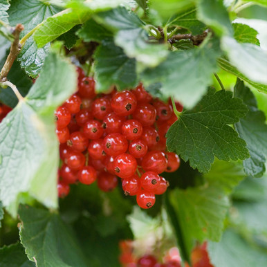 Currant Redcurrant 'Rovada' | J. Parker's