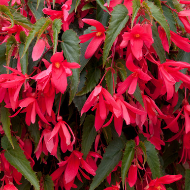 Shop Begonia Starshine Pink | J. Parker's